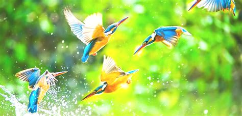 Flutter Photo Filters Library FlutterCore