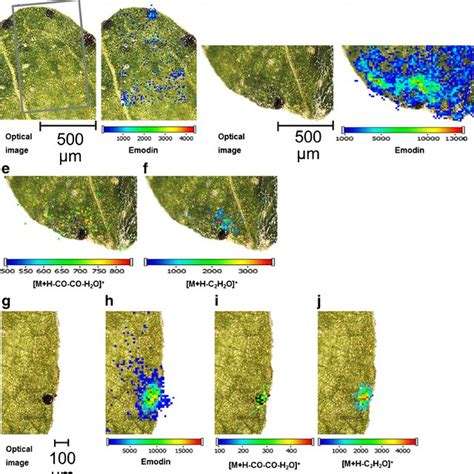 Selected Ion Images Mapping The Localization And Spatial Distribution Download Scientific