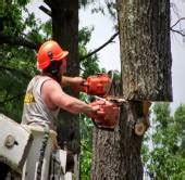 Tree Removal Services Toronto Ontario