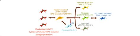 Fibroblasts Have Two Jobs During Ckd Fibrosis And Inflammation Download Scientific Diagram