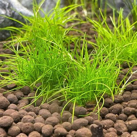 Why Is My Dwarf Hairgrass Dying At Mary Greenwell Blog