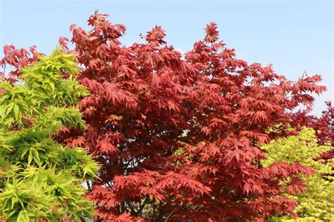 Fächer Ahorn Yugare Acer Palmatum Yugare Baumschule Horstmann