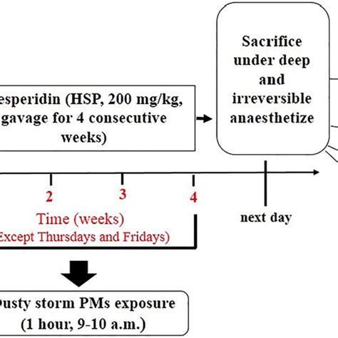 Timeline And Design Of Experimental Protocols Download Scientific Diagram