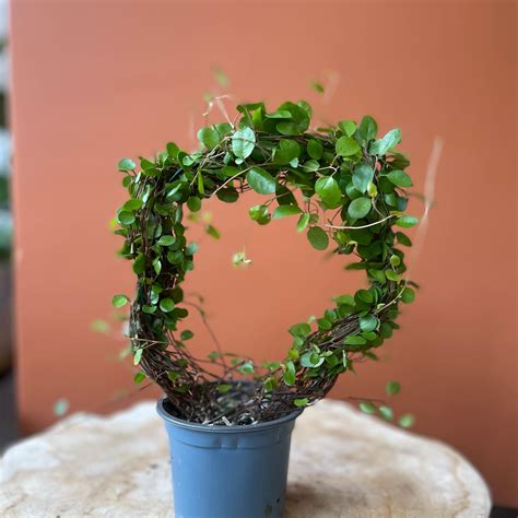 Mulenbekia Muehlenbeckia Complexa Maori