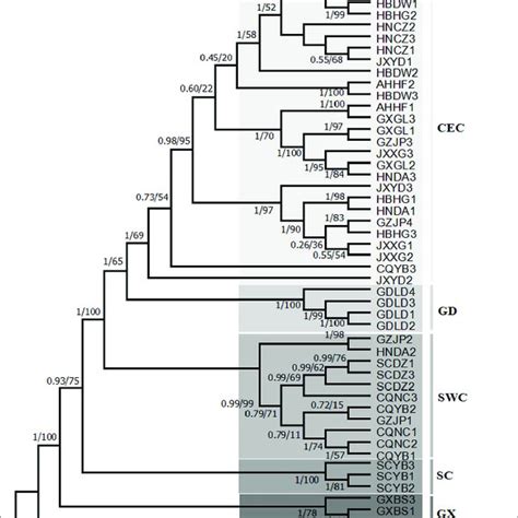 Phylogenetic Tree Bayesian Inference Bi And Maximum Likelihood