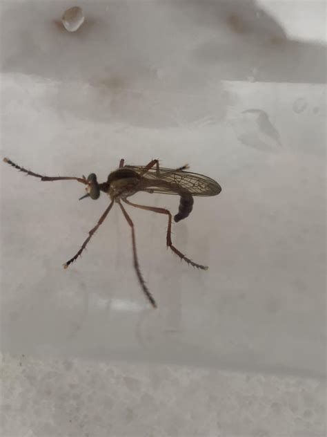 Please Help With Identification R Whatsthisbug