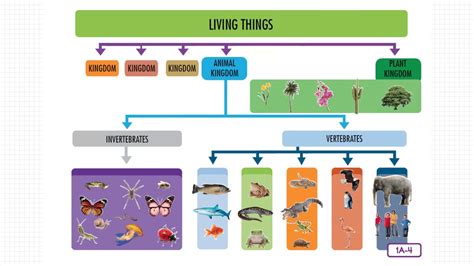 Classifying Animals Copy And Paste Classifying Animals Fbc Glencoe