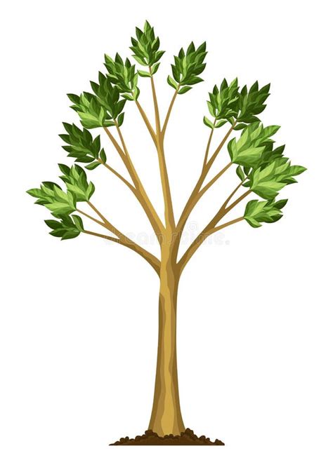 Stage Of Tree Growth Large Tree Growth With Green Leaf And Branches Stock Vector Illustration