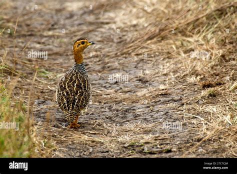 Male Coqui Francolin Campocolinus Coqui Is A Species Of Bird In The
