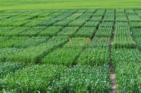 Wheat Variety Plots For Research Stock Image Image Of Compared
