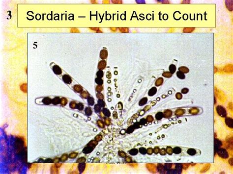 Sordaria Lab Ap Biology Lab Investigation 7meiosis Sordaria