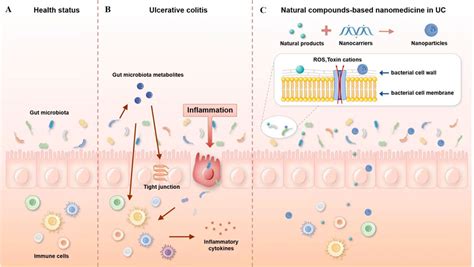 Frontiers Advances In Natural Compound Based Nanomedicine And The Interaction With Gut