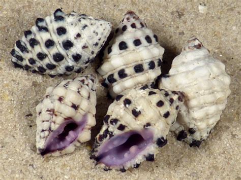 Morula Uva Aus Den Philippinen