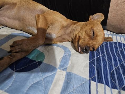 Compra Y Venta De Cachorros Villavicencio Busco Pincher Cabeza De Mansana BebÉ Facebook