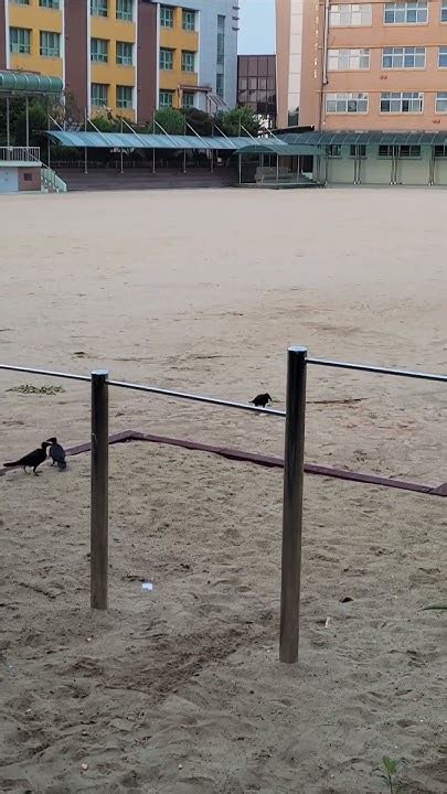 까마귀 놀이터 Youtube