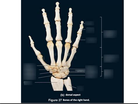 Manus Diagram Quizlet