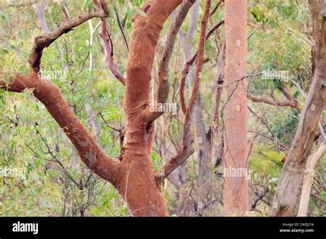 A Brown Tree Trunk And Branches In A Green Forest Stock Photo Alamy