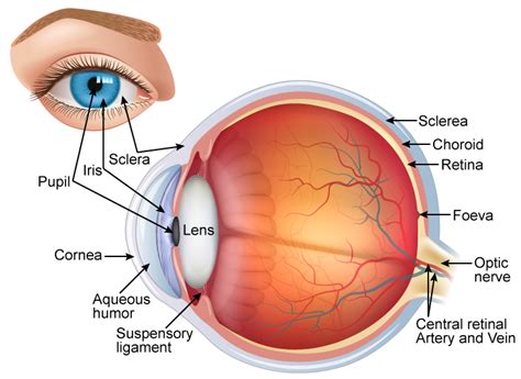How To Draw A Well Labelled Diagram Of Human Eye Printable Templates Free