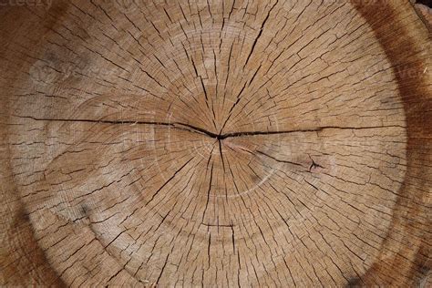 Wood Texture Of Cut Tree Trunk Close Up 46853798 Stock Photo At Vecteezy