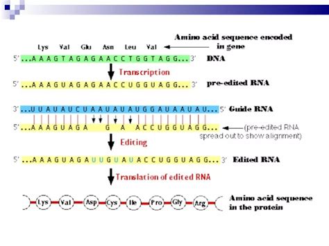 Dna Transcription And Post Transcriptional Modification Ppt