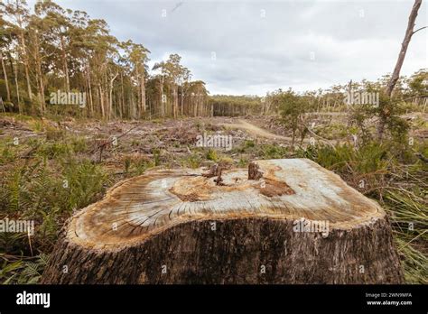 Old Growth Logging In Southwest National Park Tasmania Australia Stock