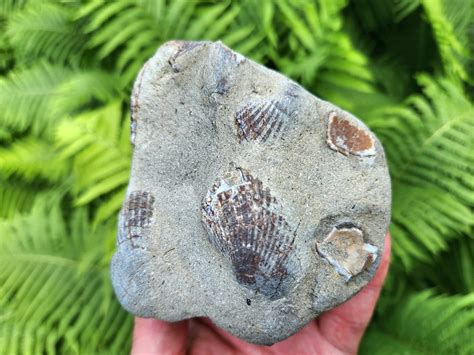 Conglomerate Of Fossilized Sea Shells Fossilized Bivalves
