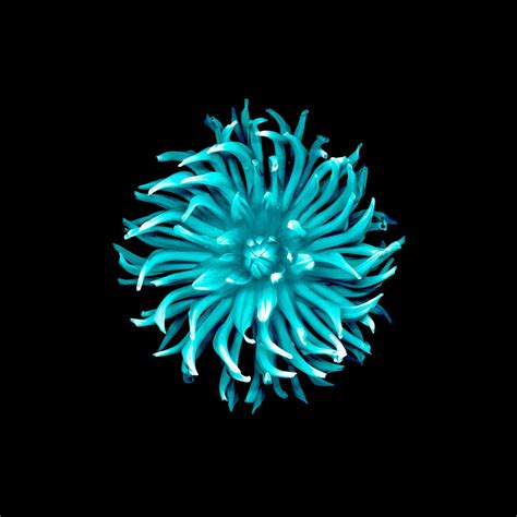 Ios 8 Flower Wallpaper Wallpapersafari