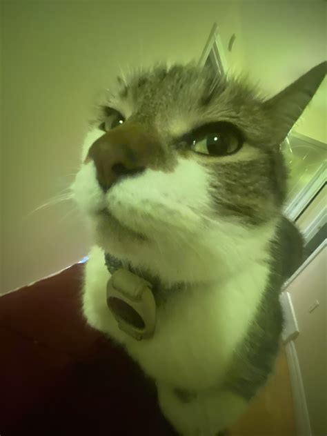 Imagine Sex With Virginia Cat Sons Of The Forest