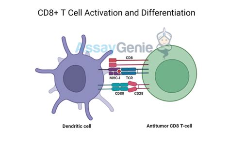 Cd8 T Cells Understanding The Role Of Cytotoxic T Cells In Immunity