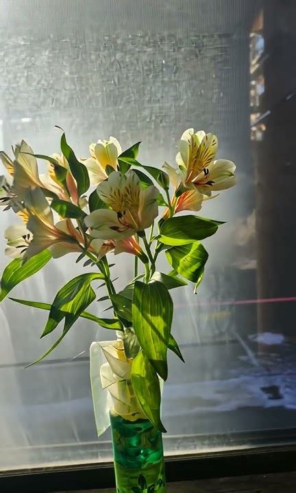 알스트로에메리아 페루 백합 잉카 백합 Love Youtube