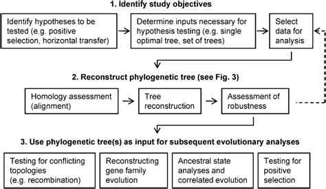 Steps Involved In Evolutionary Analysis Of Molecular Sequence Data
