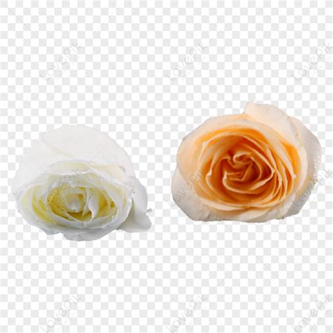 우아한 꽃 장미식물흰장미웨딩 장식 Png 일러스트 무료 다운로드 Lovepik