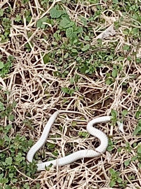 It Was A Pleasure To Meet Pythor Rninjago It Was A Pleasure To Meet Pythor Rninjago