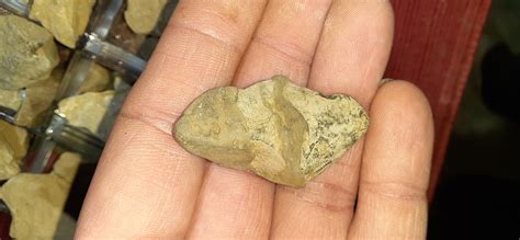 Fossil Tooth Identification Please Fossil Id The Fossil Forum