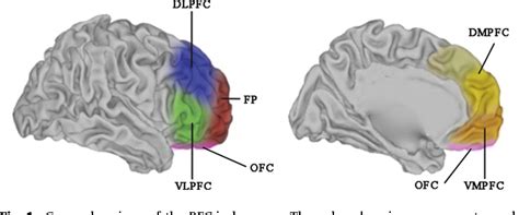Figure 1 From Neuroscience And Biobehavioral Reviews Anatomical
