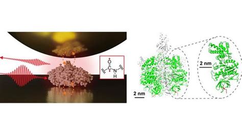 Single Protein Observed Using Infrared Near Field Optical Microscopy