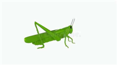 Realistic 3d Rendering Of A Green Grasshopper On A White Background