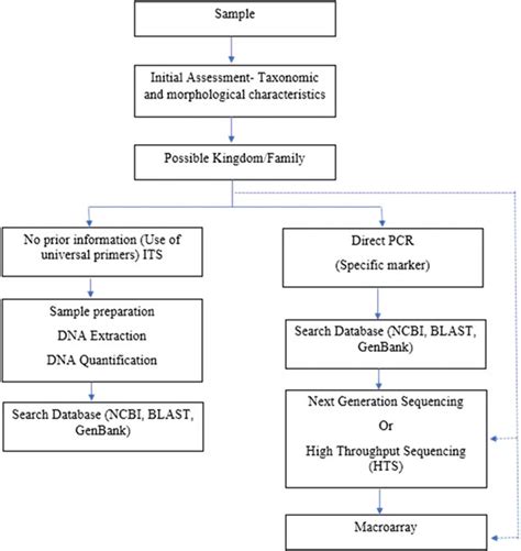 2 Outline Of The Workflow For Dna Barcoding Methods Download