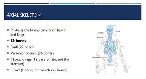 Axial Skeleton Photographs Of The Axial Skeleton Of The Port Louis A
