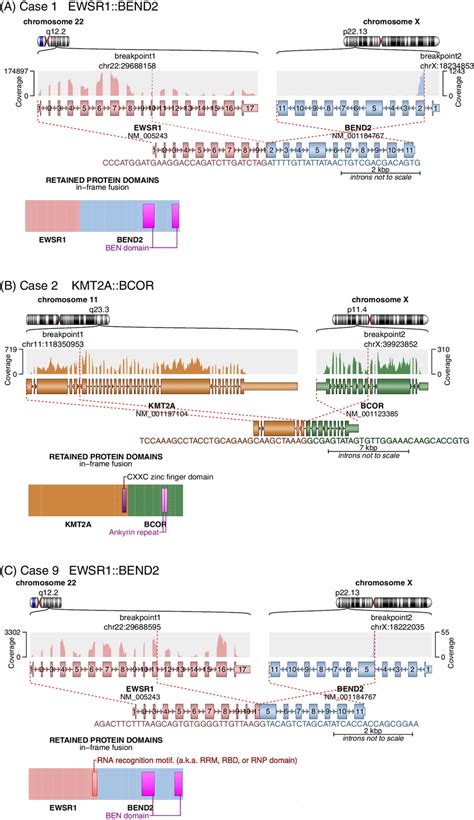 Schematic Representation Of Gene Fusions Detected By Panel Sequencing Download Scientific