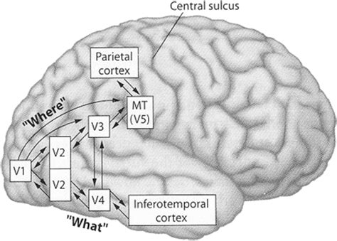 The Visual Pathways Of Human Visual Recognition Process The Visual