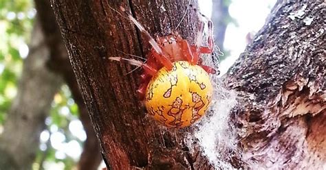 Marbled Orbweaver Spider Imgur