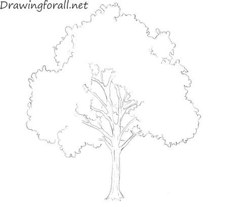 Easy Tree Sketch Drawing Free Online Drawing Application For All Ages