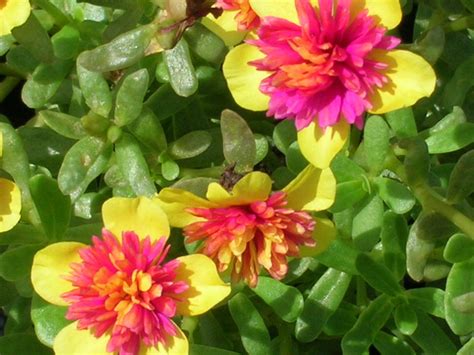 Moss Rose Portulaca Grandiflora Richard Lyons Nursery Inc