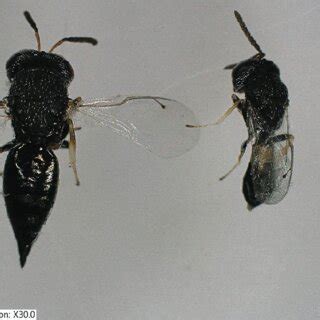 Adult Catolaccus Hunteri Left Female Right Male Credits Garima