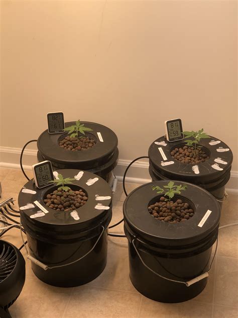 One Month Of Treatment From The Dreaded Pythium Has Her Back On Track