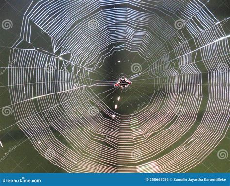 A Spider S Web An Intricate Structure Created By An Insect Stock Photo Image Of Spider