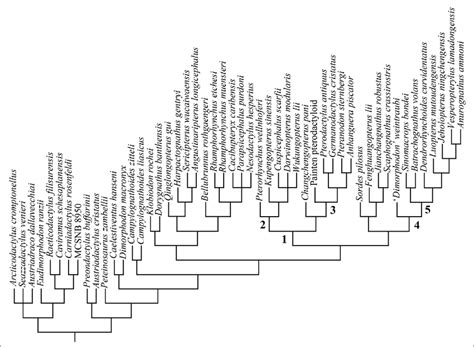 Phylogenetic Position Of The Anurognathidae Based On The Modified