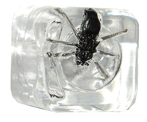 Bar Bug Ice Cube Ice Cube Plastic Ice Cubes Cube