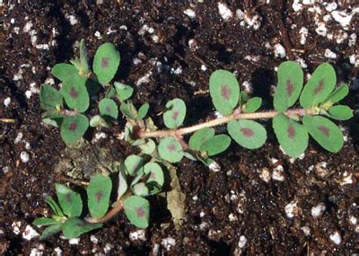 Weed Seedling Id Weed Science